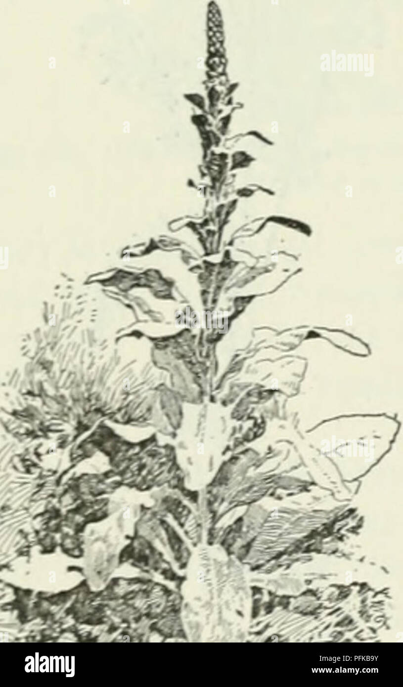 A comprehensive guide to farm crops, including methods of cultivation ...