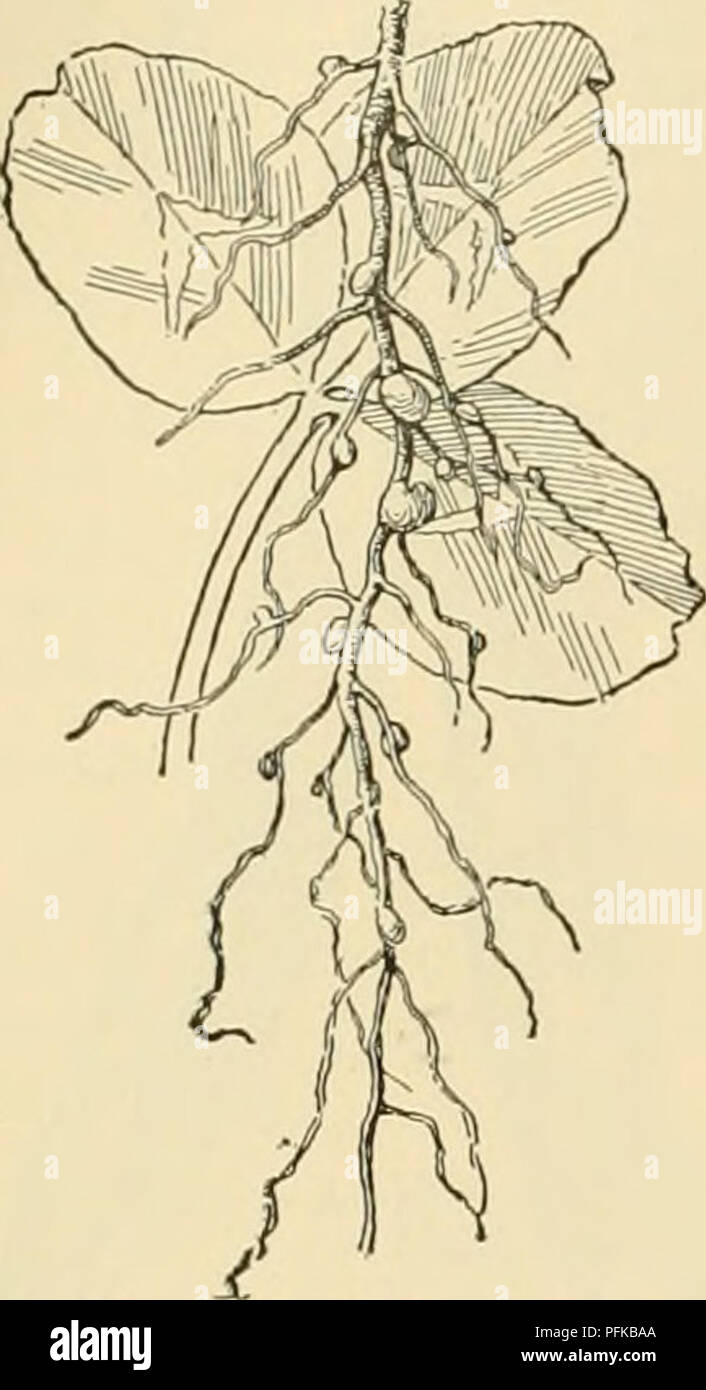 Root nodules leguminous hi-res stock photography and images - Alamy