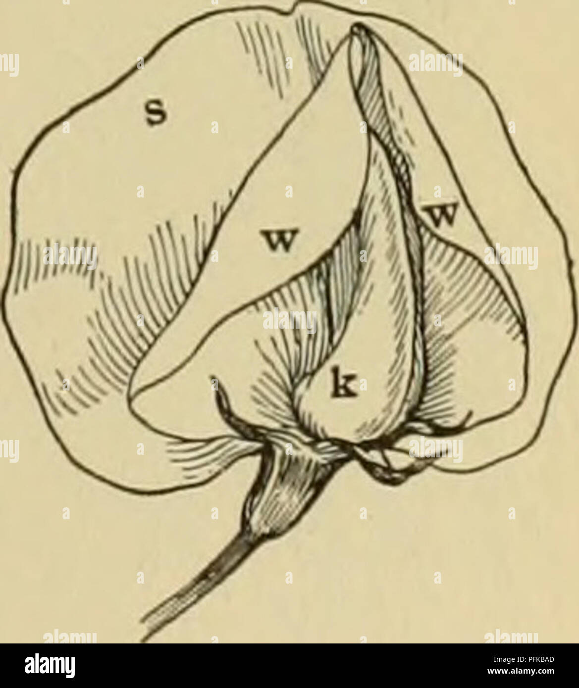 Papilionaceous High Resolution Stock Photography and Images - Alamy