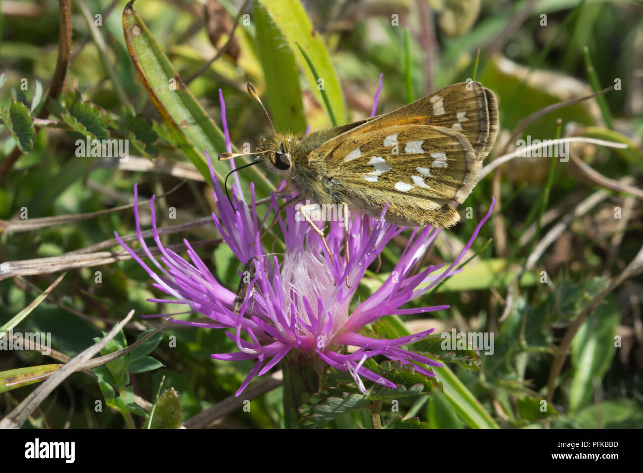 Silver-spotted skipper butterfly (Hesperia comma) nectaring on a dwarf ...