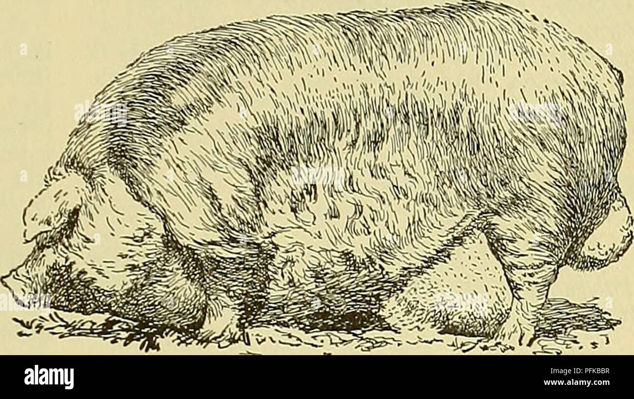 Pig domestication history hi-res stock photography and images - Alamy