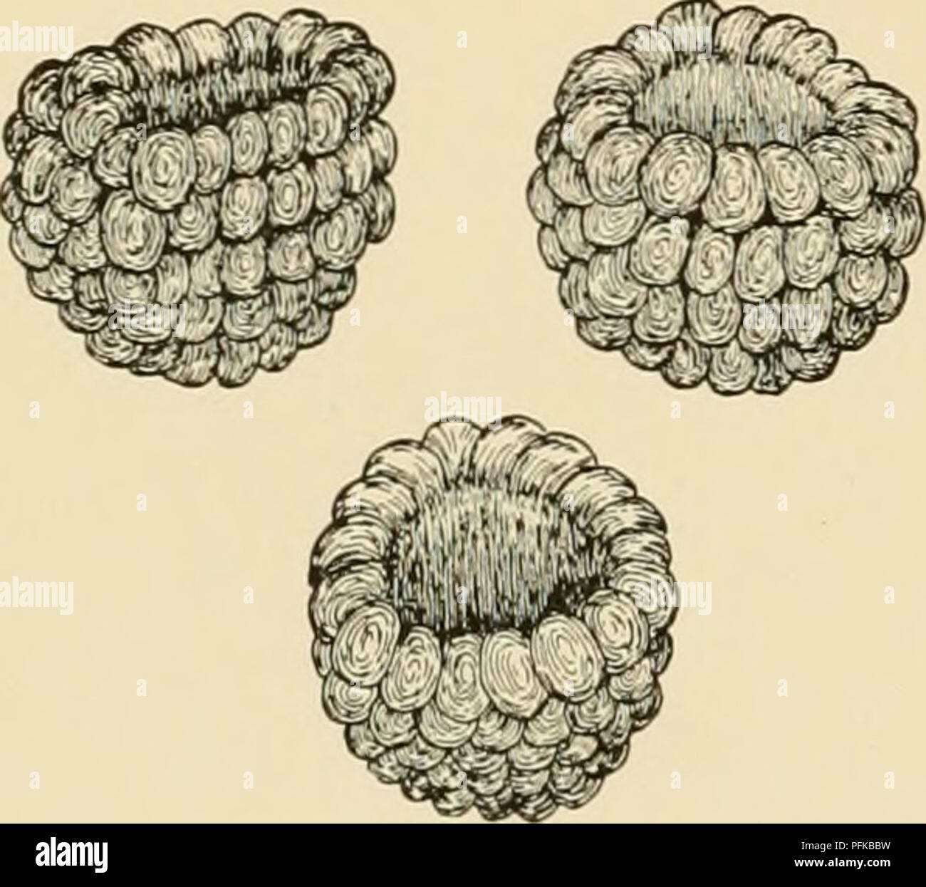 This encyclopedia of hardy fruits covers the cultivation and ...