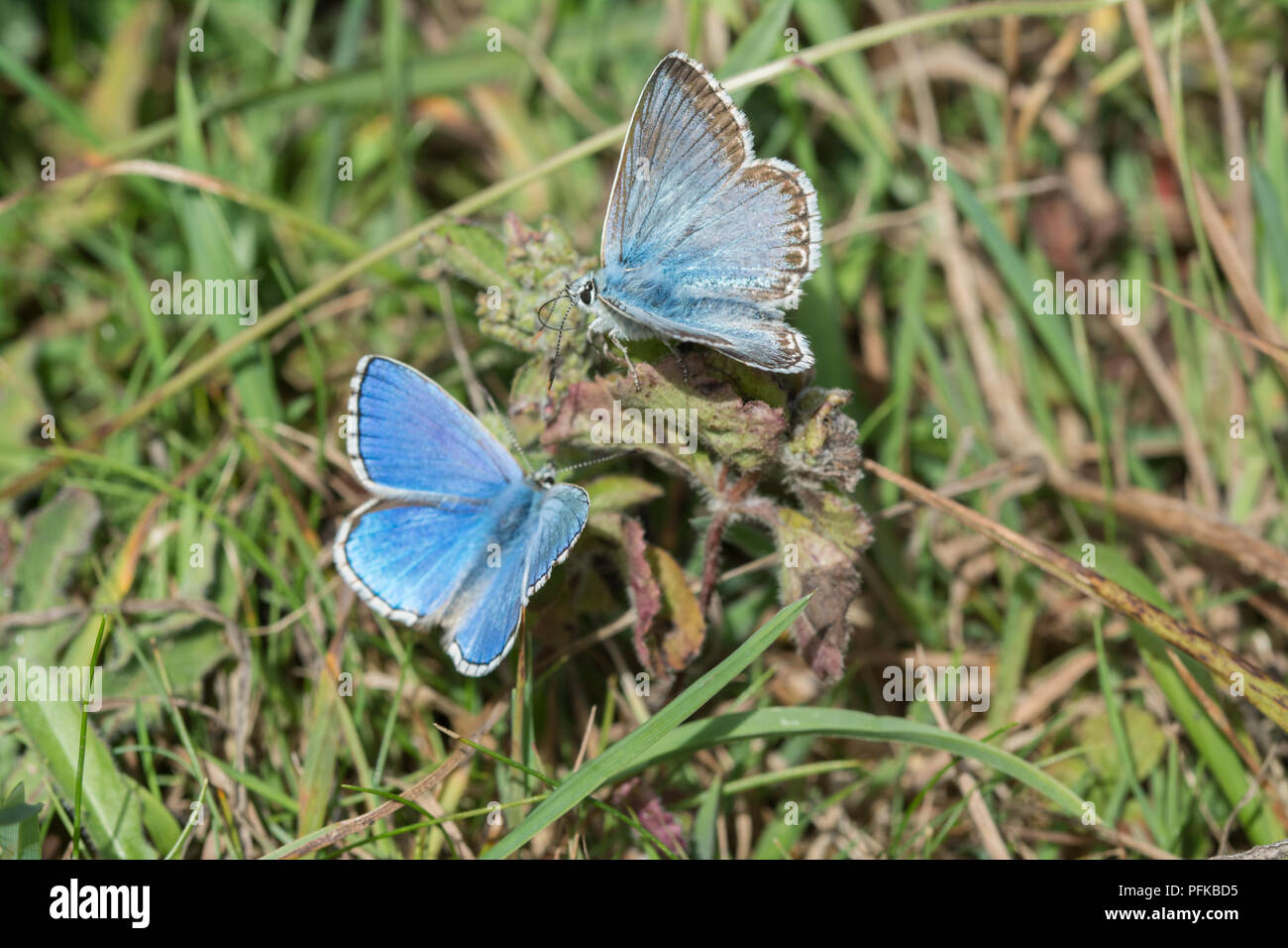 Male butterflies hi-res stock photography and images - Alamy