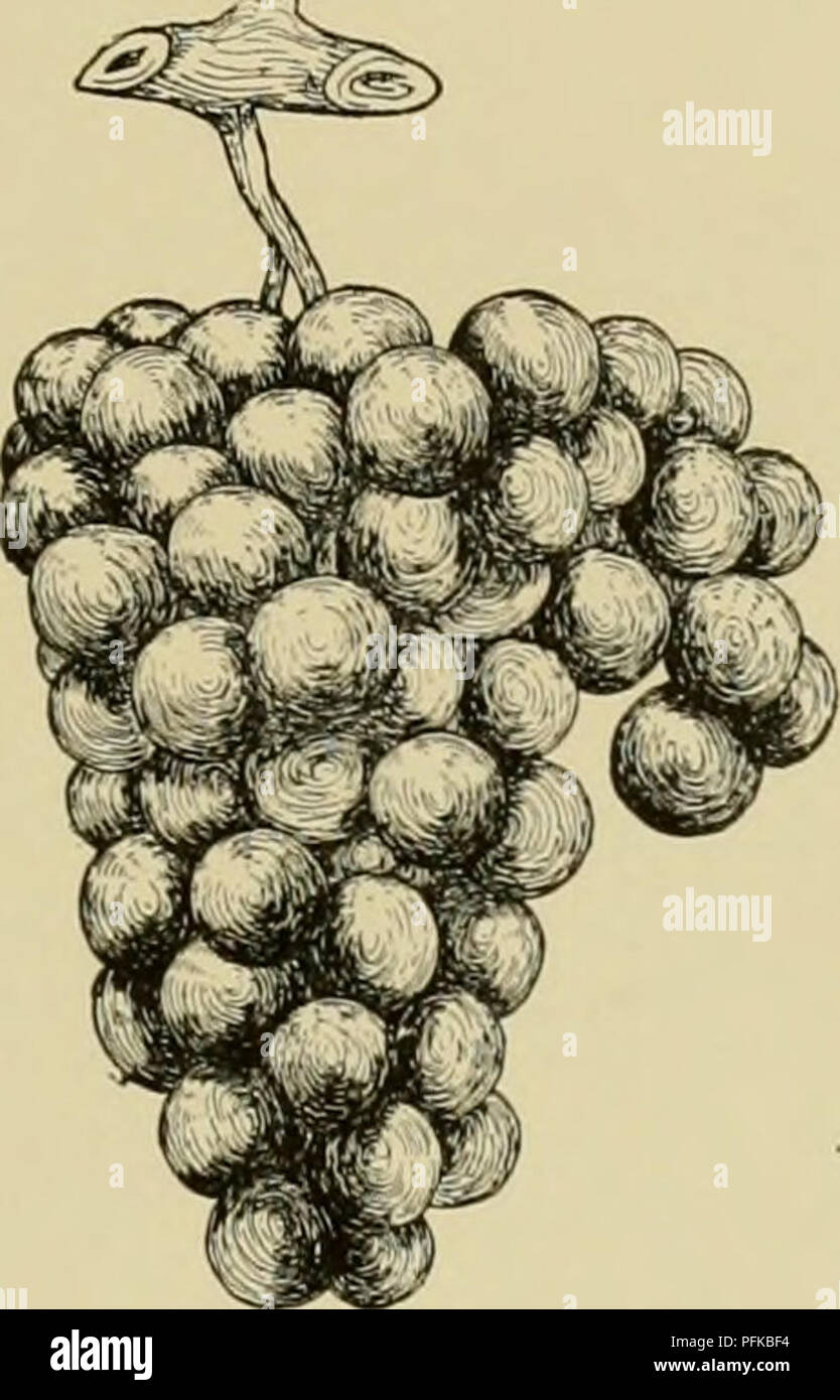 . Cyclopedia of hardy fruits. Fruit; Fruit-culture. MUSCAT OF ...