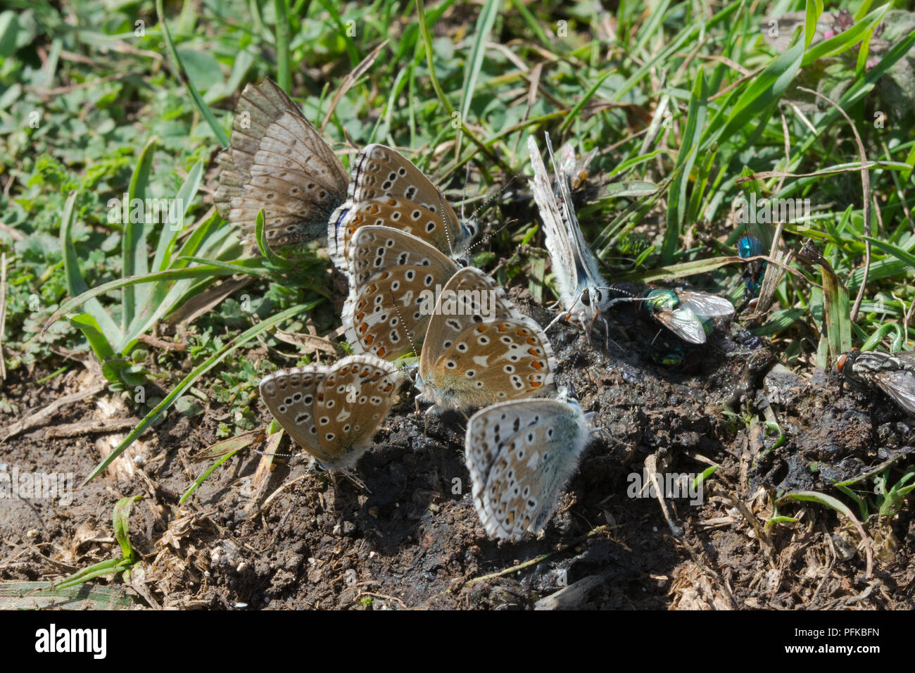 Chalkhill blue adonis hi-res stock photography and images - Alamy