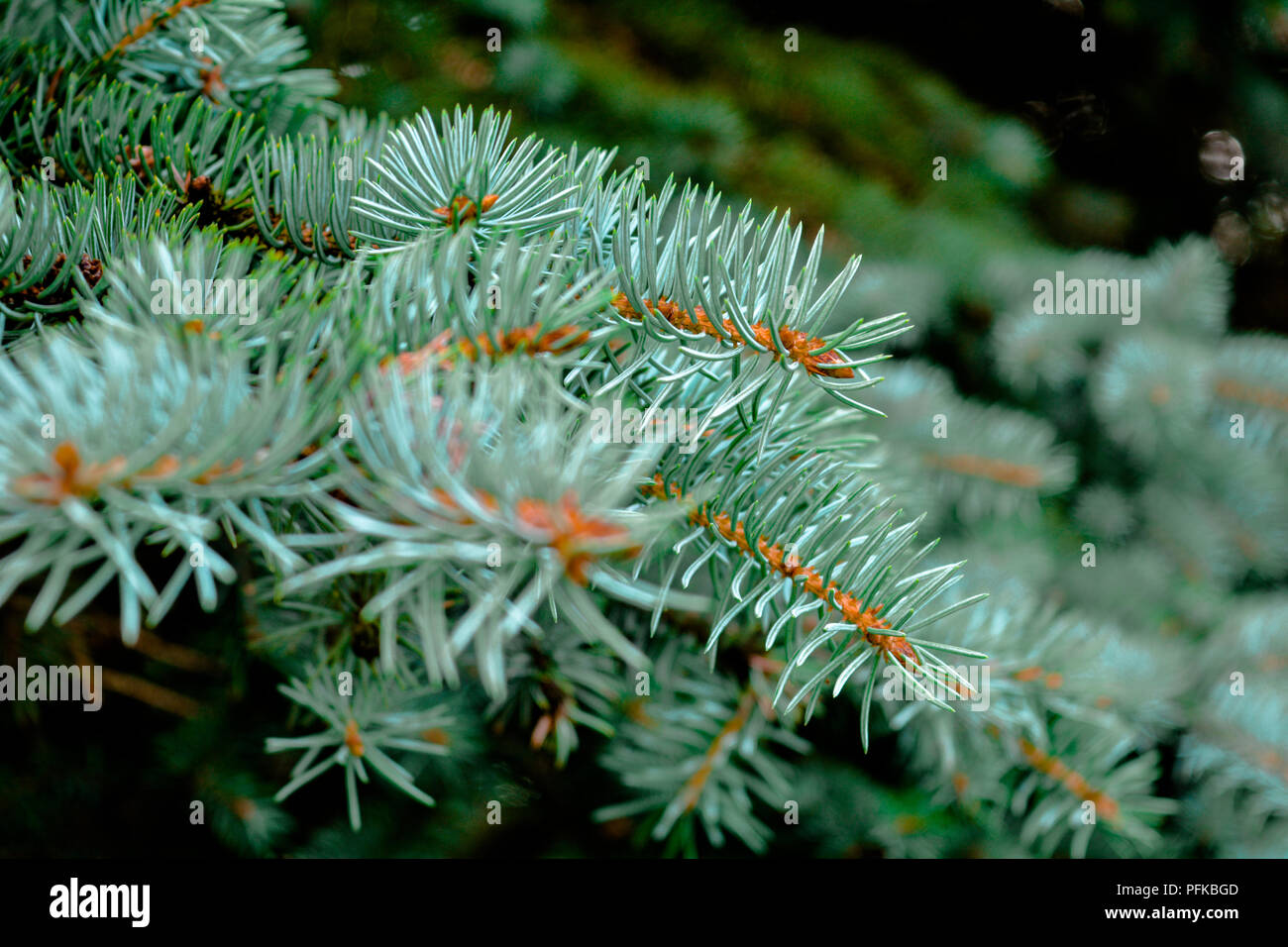 Close-up of blue spruce fir tree branches Stock Photo - Alamy