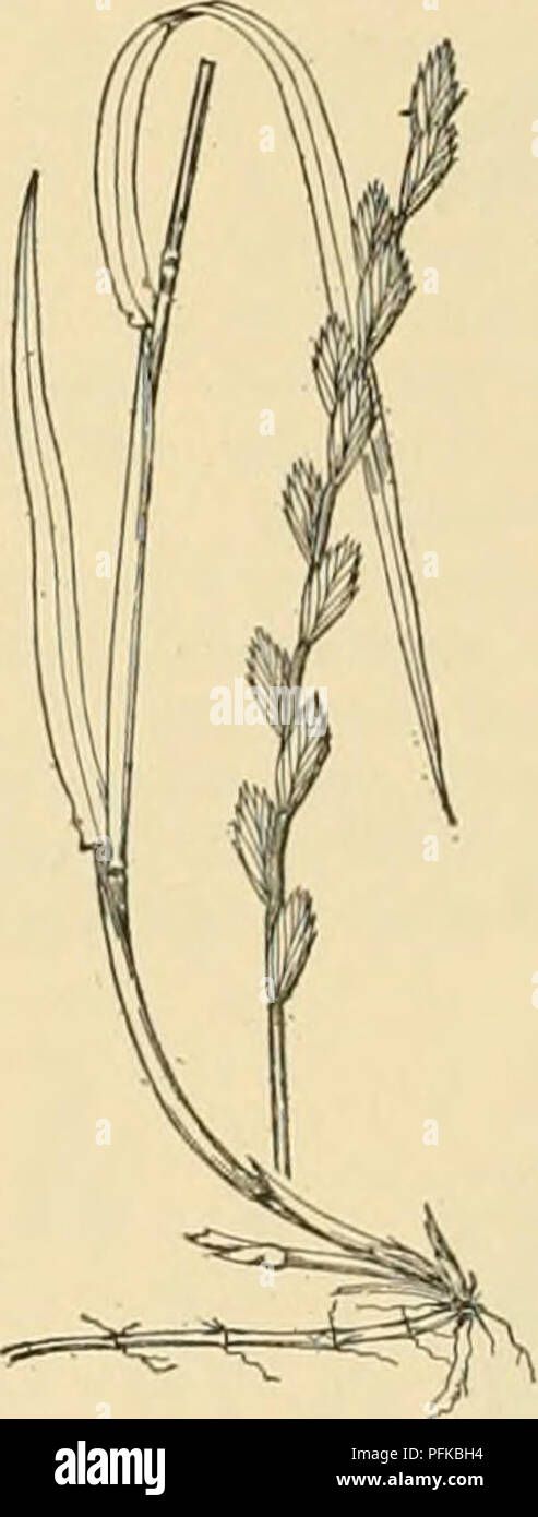 This cyclopedia provides descriptions of various farm crops, including ...