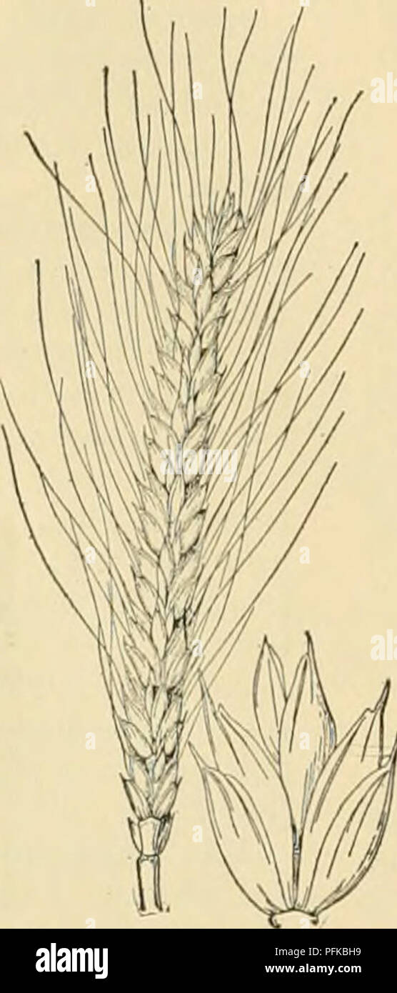 . Cyclopedia of farm crops. Farm produce; Agriculture. Fig. 562. Rye ...