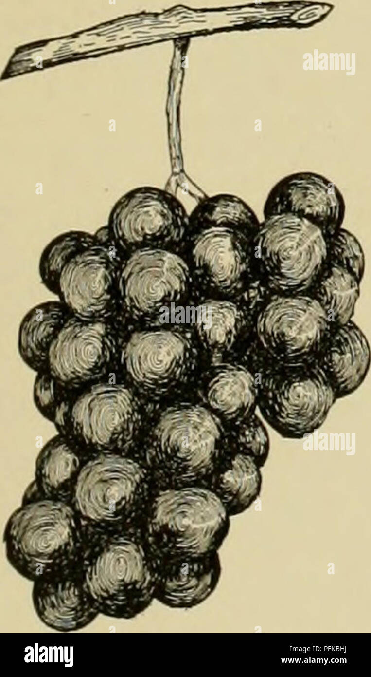 Tender fruit of ber hi-res stock photography and images - Alamy