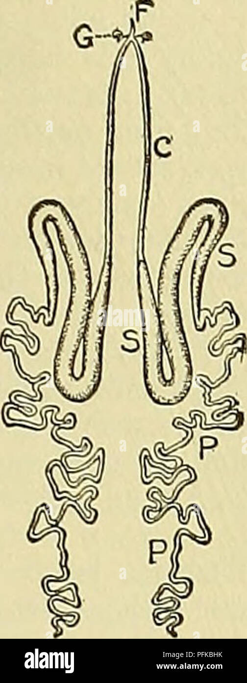 This diagram from 'Cyclopedia of Farm Animals' illustrates the anatomy ...