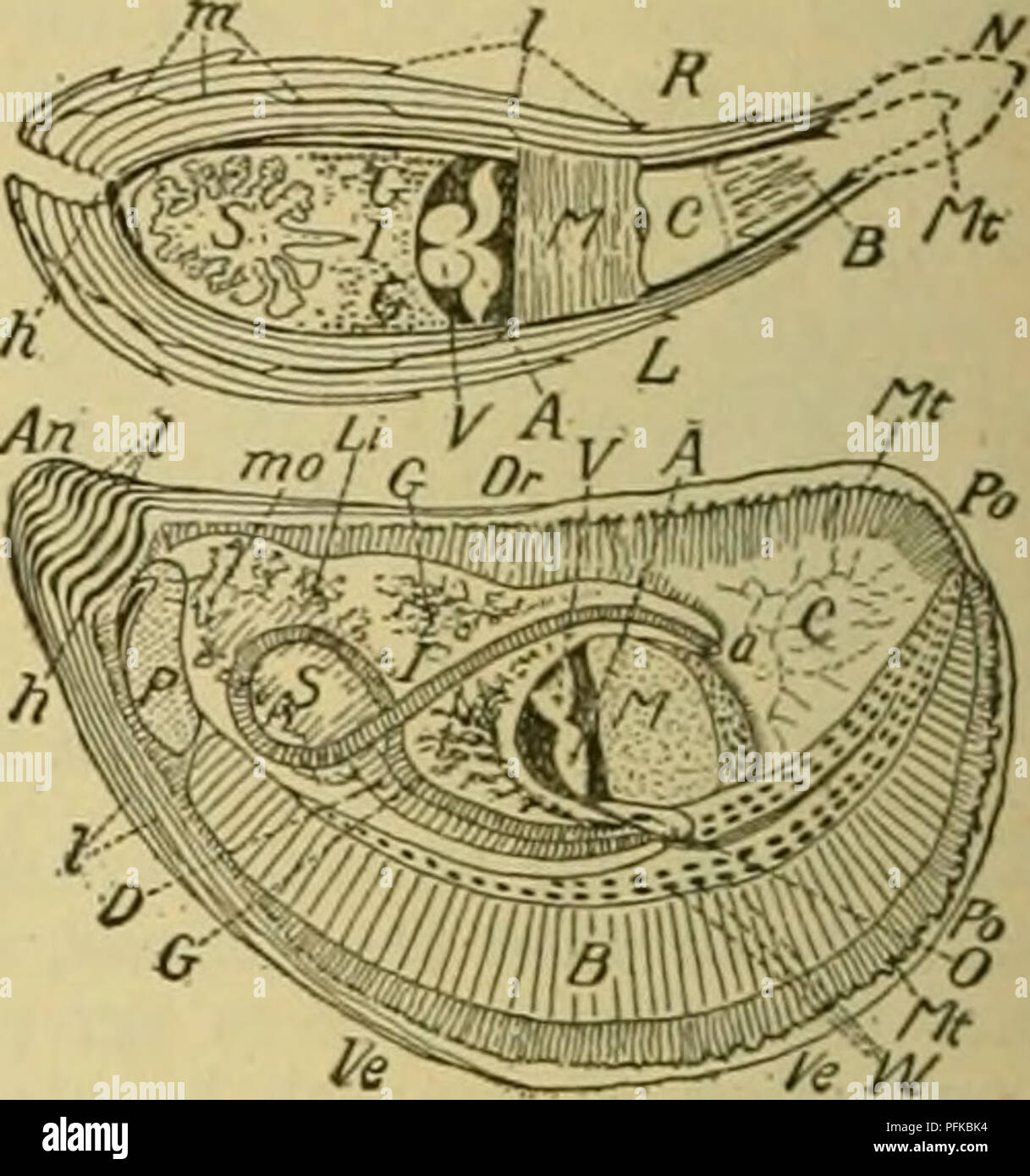 Oyster valve hi-res stock photography and images - Alamy