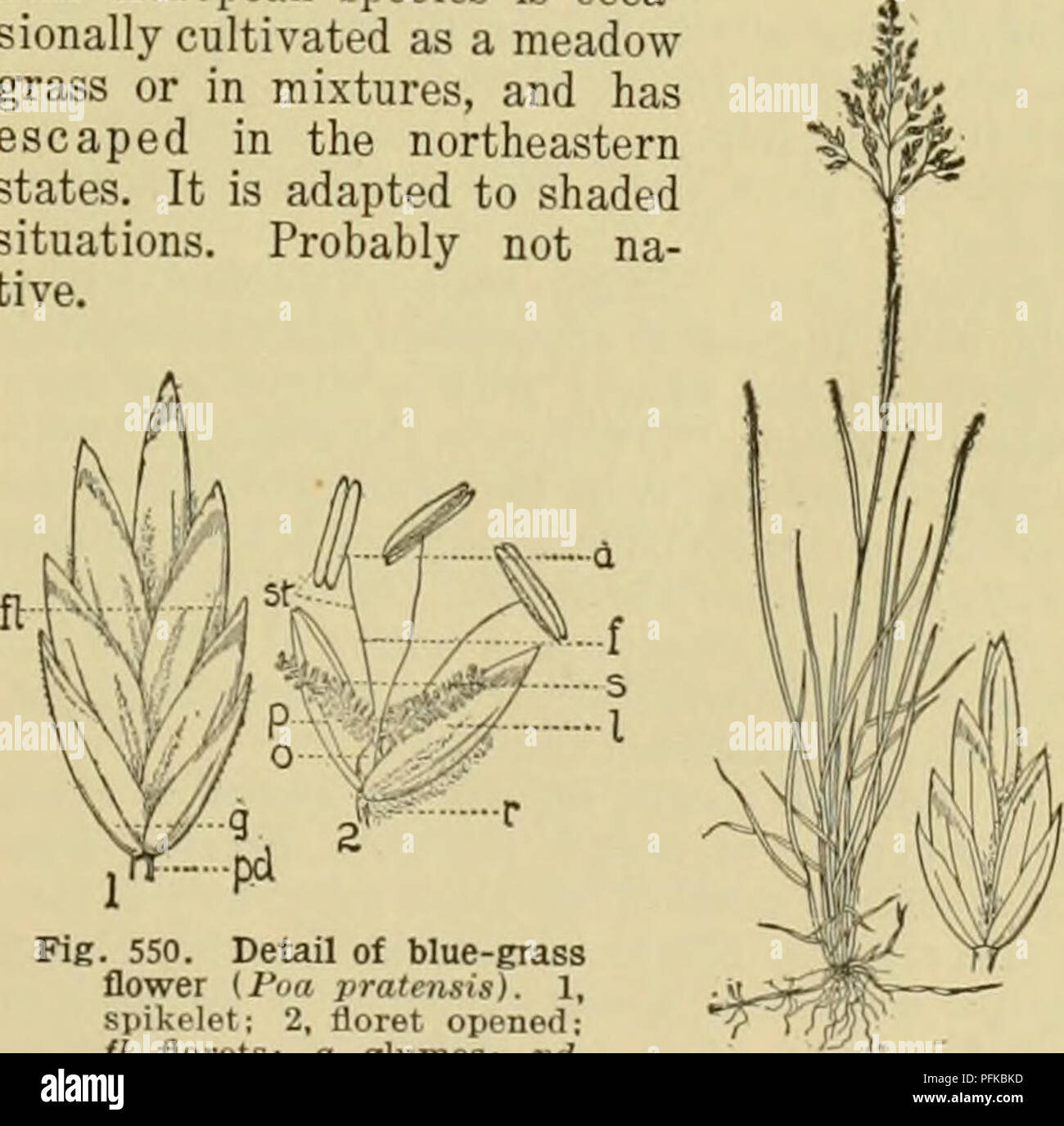 Staminate inflorescence hi-res stock photography and images - Alamy
