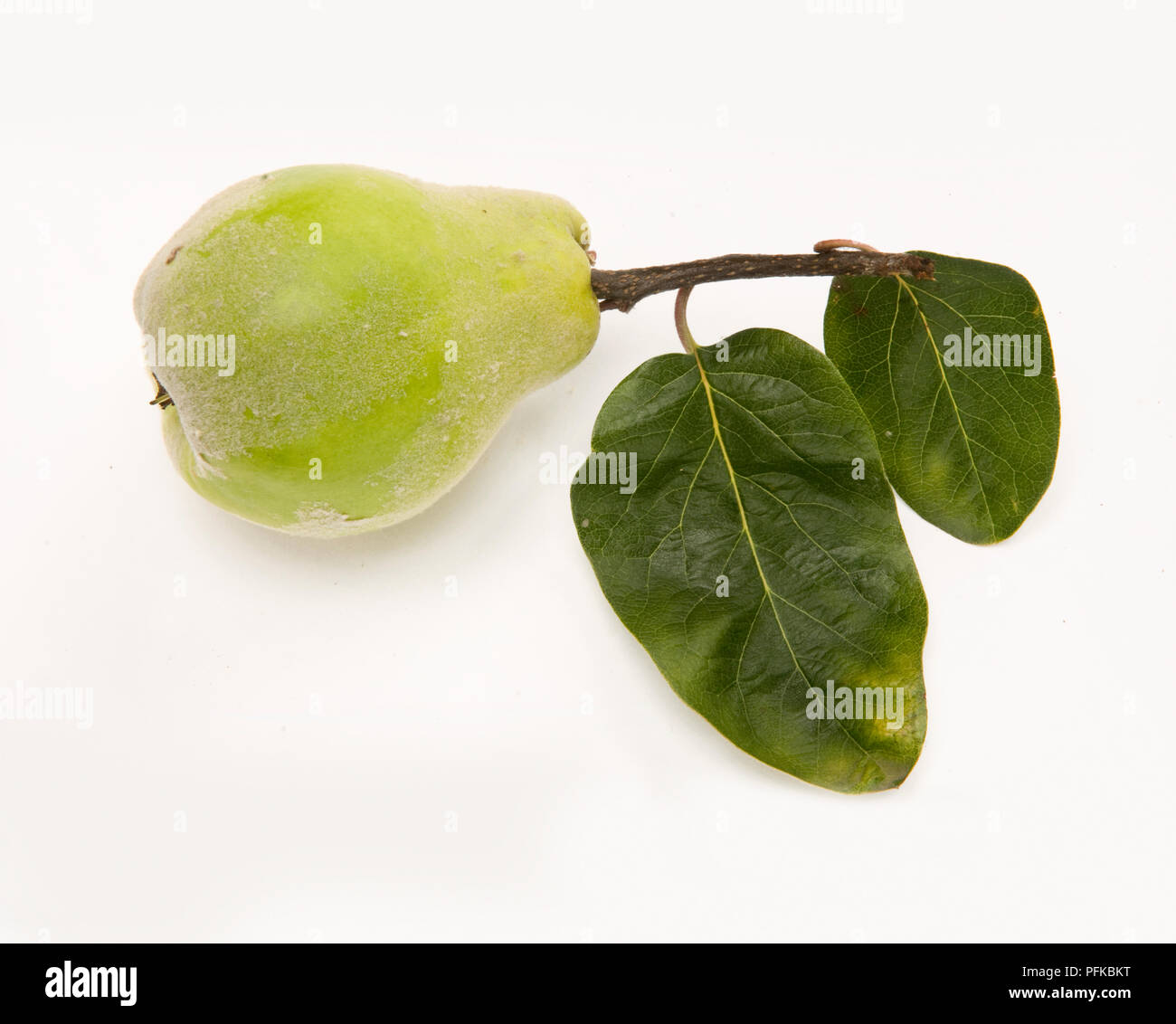 Quince meech prolific hi-res stock photography and images - Alamy
