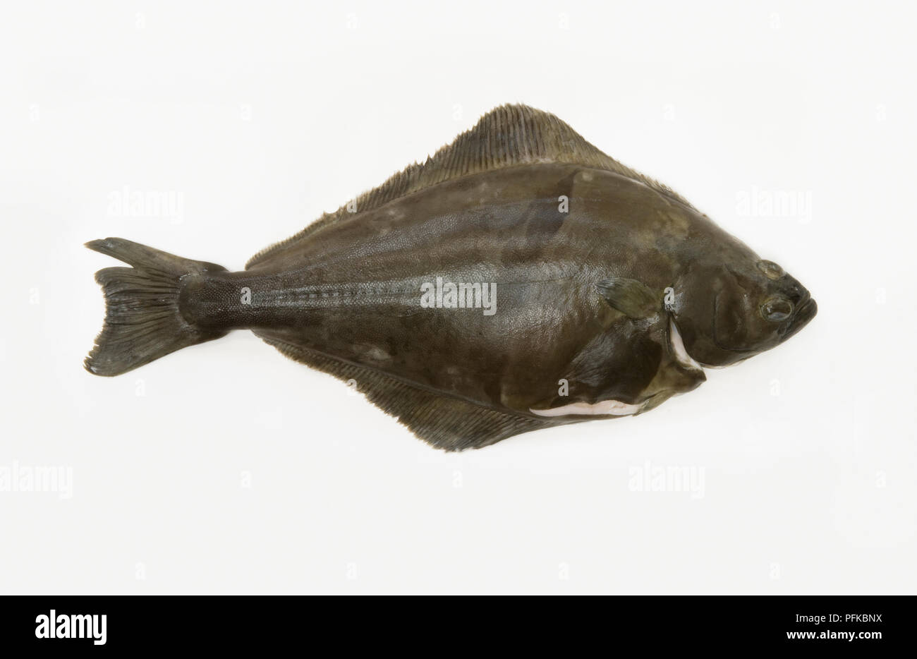 Dead halibut hi-res stock photography and images - Alamy