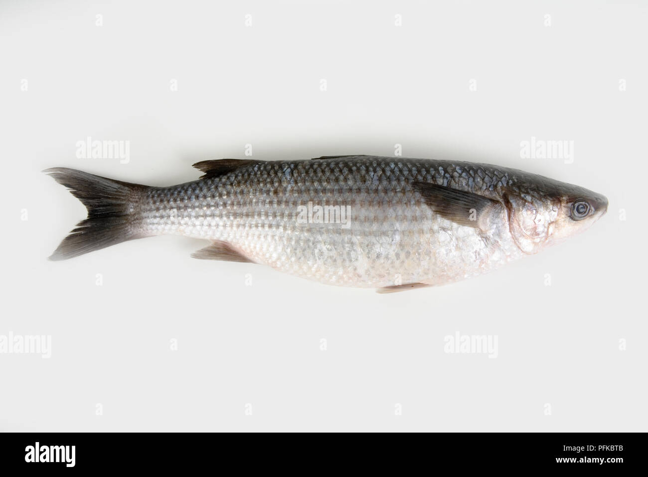 Dead mullet hi-res stock photography and images - Alamy