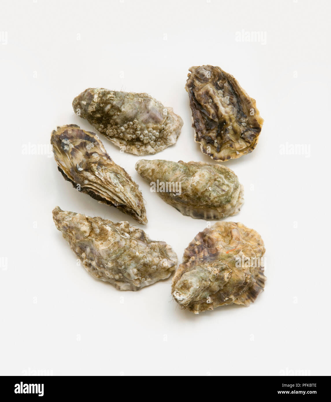6 shells hi-res stock photography and images - Alamy