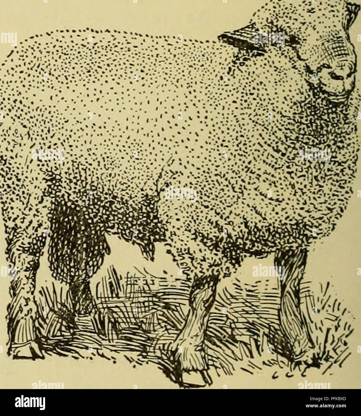 Wool producing animals hi-res stock photography and images - Alamy