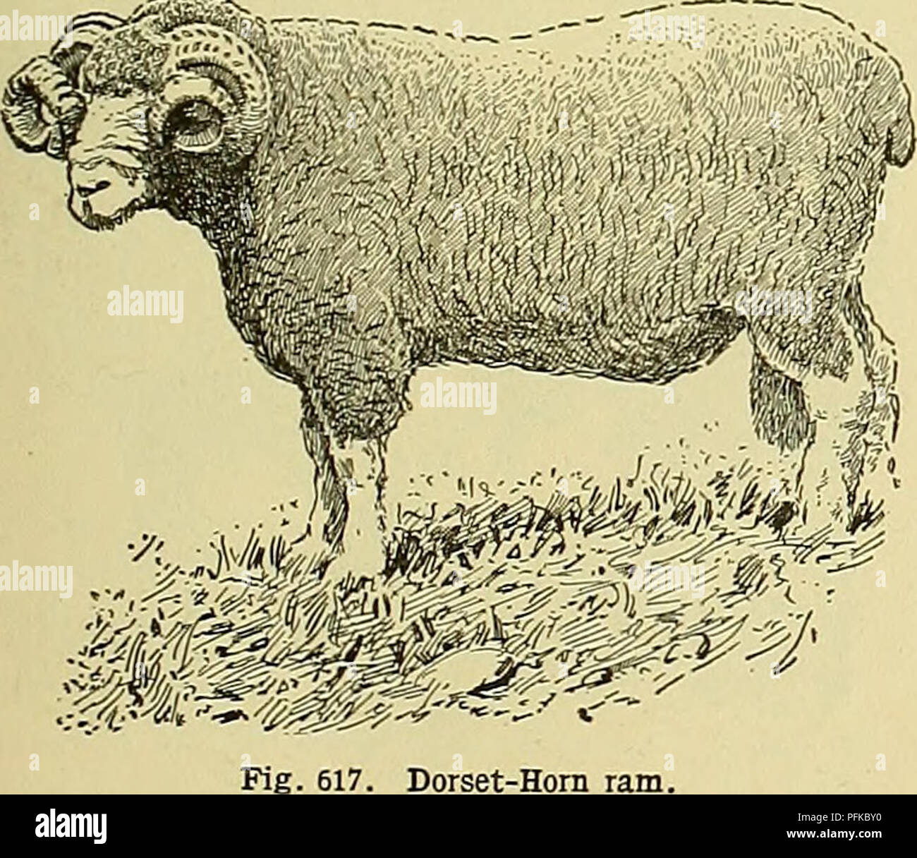 Short forward horn hi-res stock photography and images - Alamy