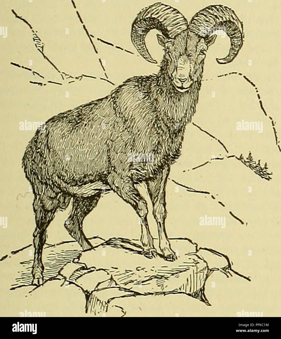 This entry discusses various species of wild sheep in North America ...