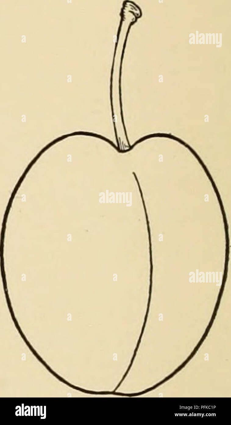 Elong elong hi-res stock photography and images - Alamy