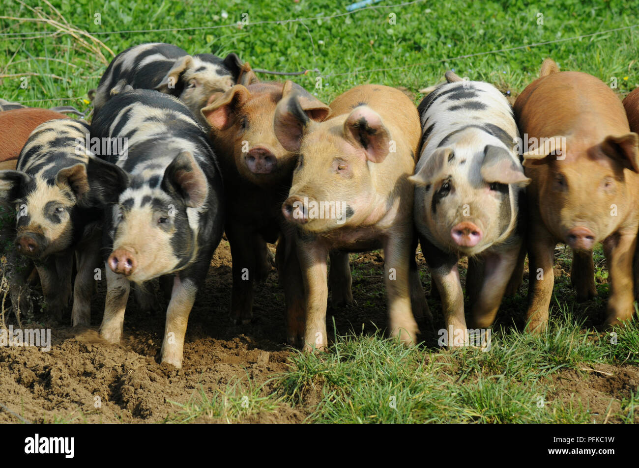 Crossbred pig hi-res stock photography and images - Alamy