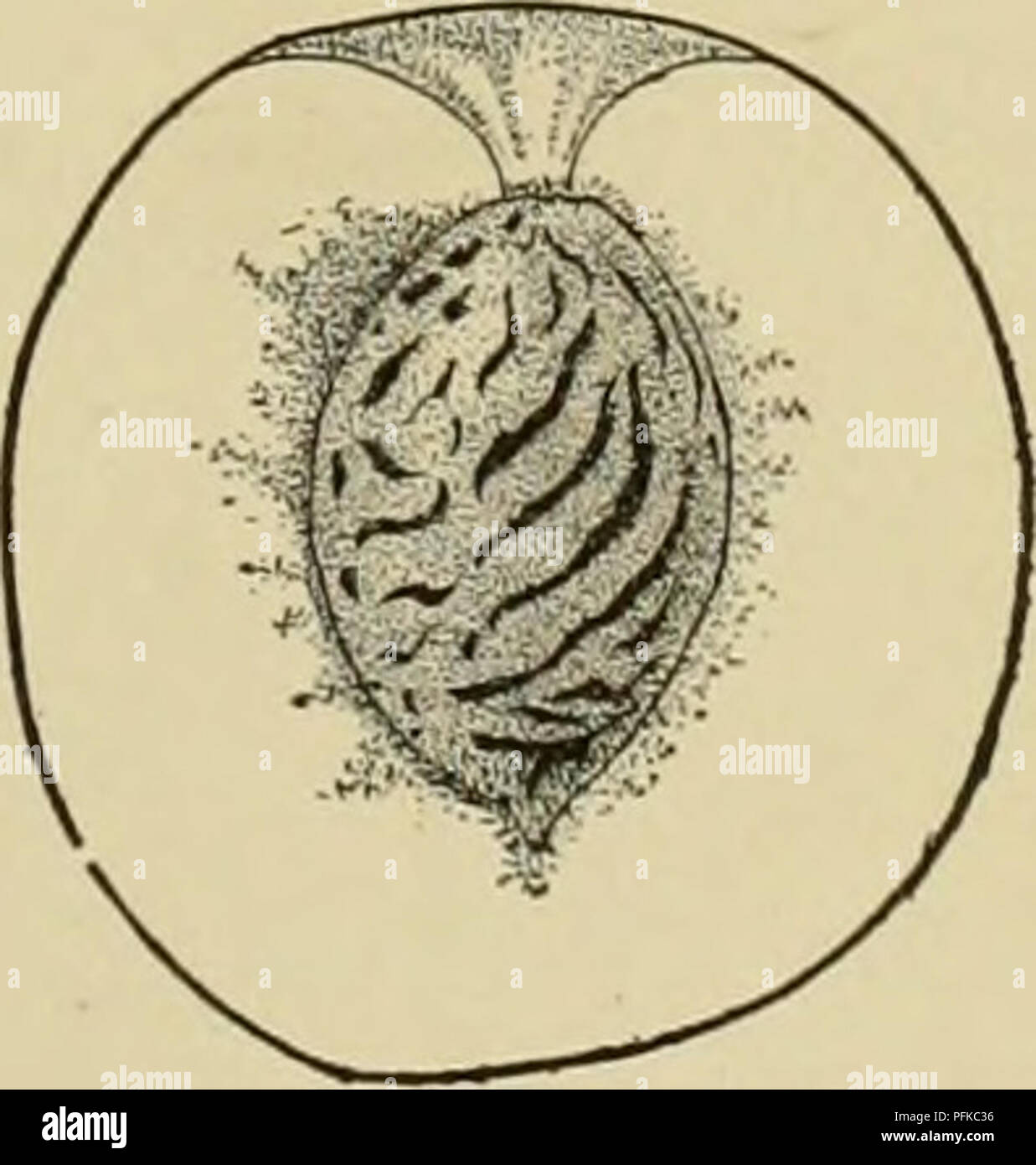 . Cyclopedia of hardy fruits. Fruit; Fruit-culture. SELLERS CLING ...