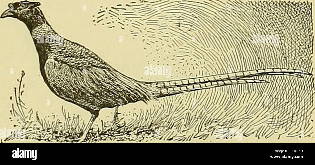 The *Cyclopedia of Farm Animals* describes the peacock and Reeve's ...