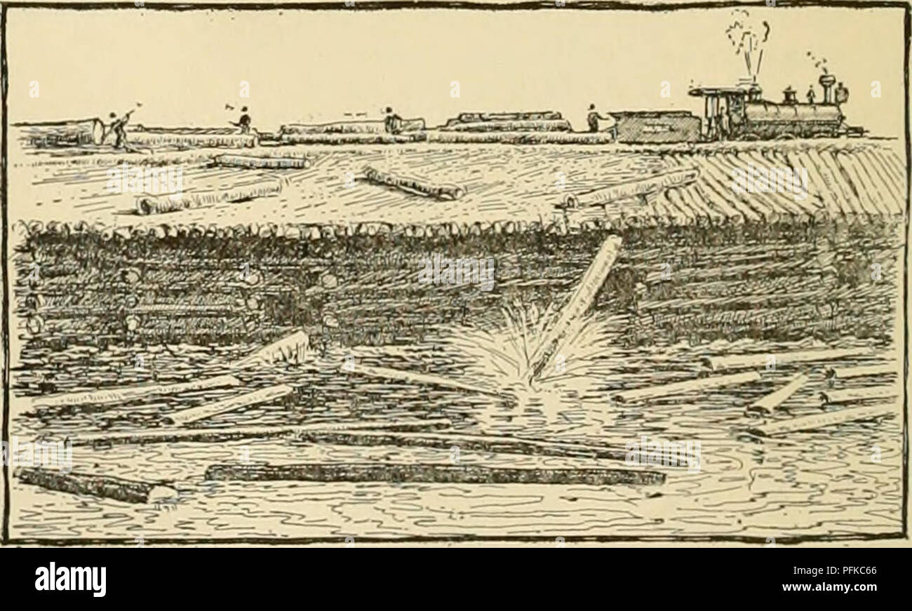 This illustration demonstrates the process of sorting logs at market in ...