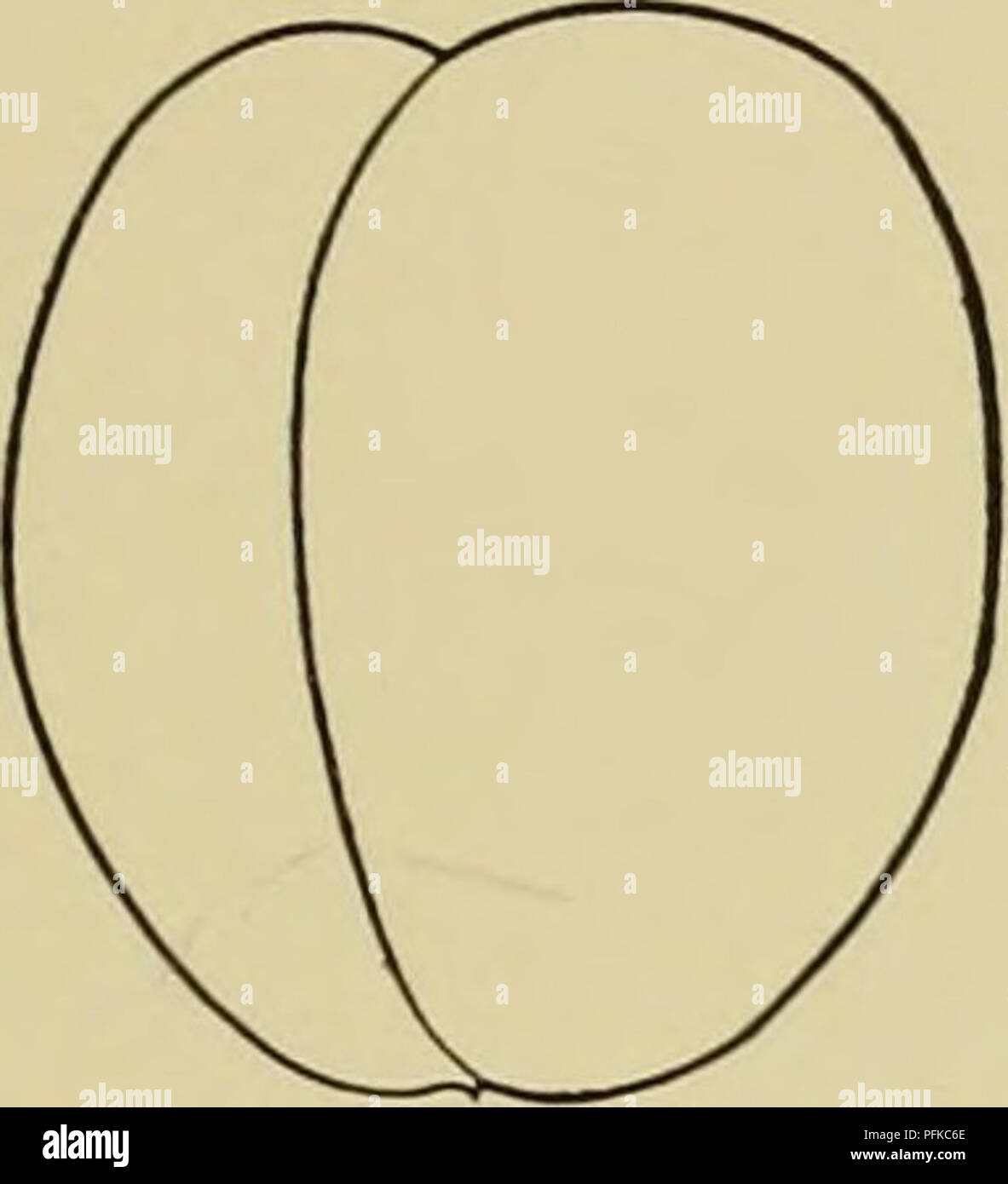 Fruits clinging to tree hi-res stock photography and images - Alamy