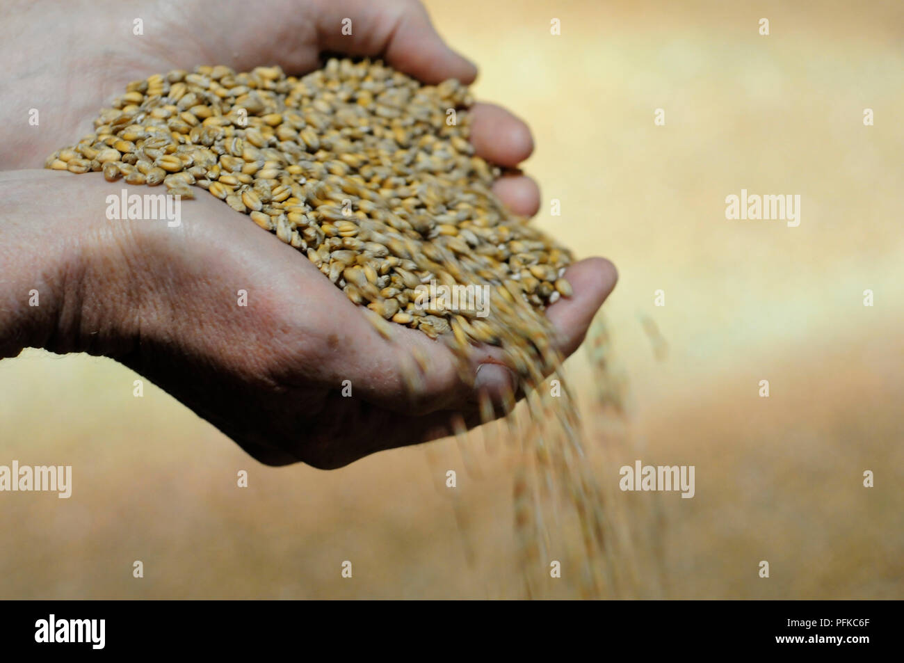 Wheat grains pouring from woman's hands, close-up Stock Photo - Alamy