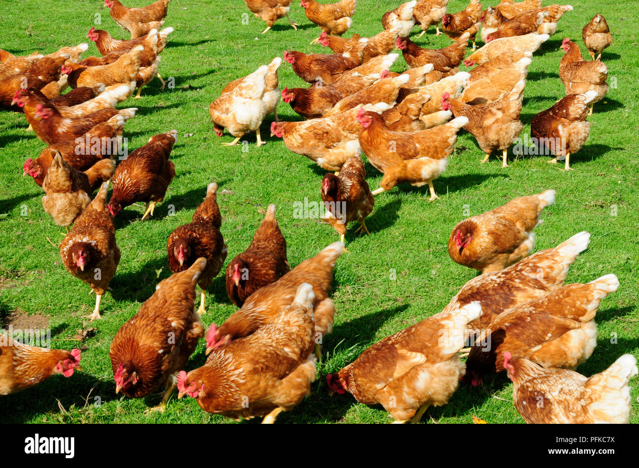 Free range chickens in field, close-up Stock Photo - Alamy