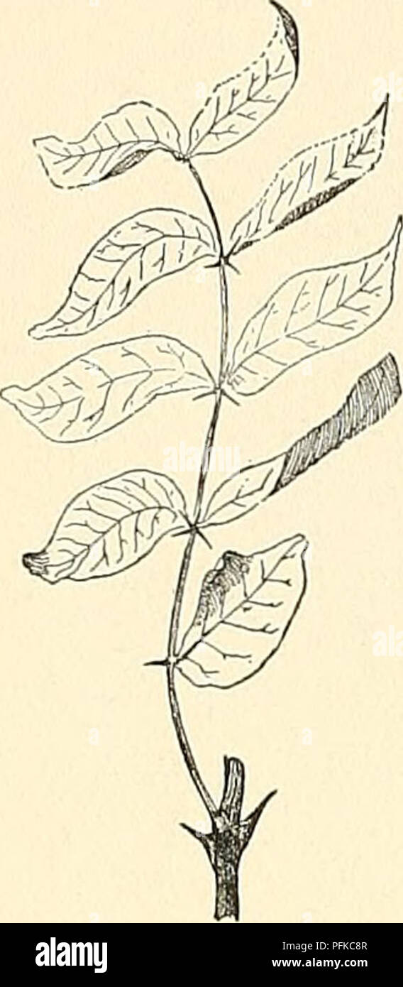 Xanthoxylum hi-res stock photography and images - Alamy