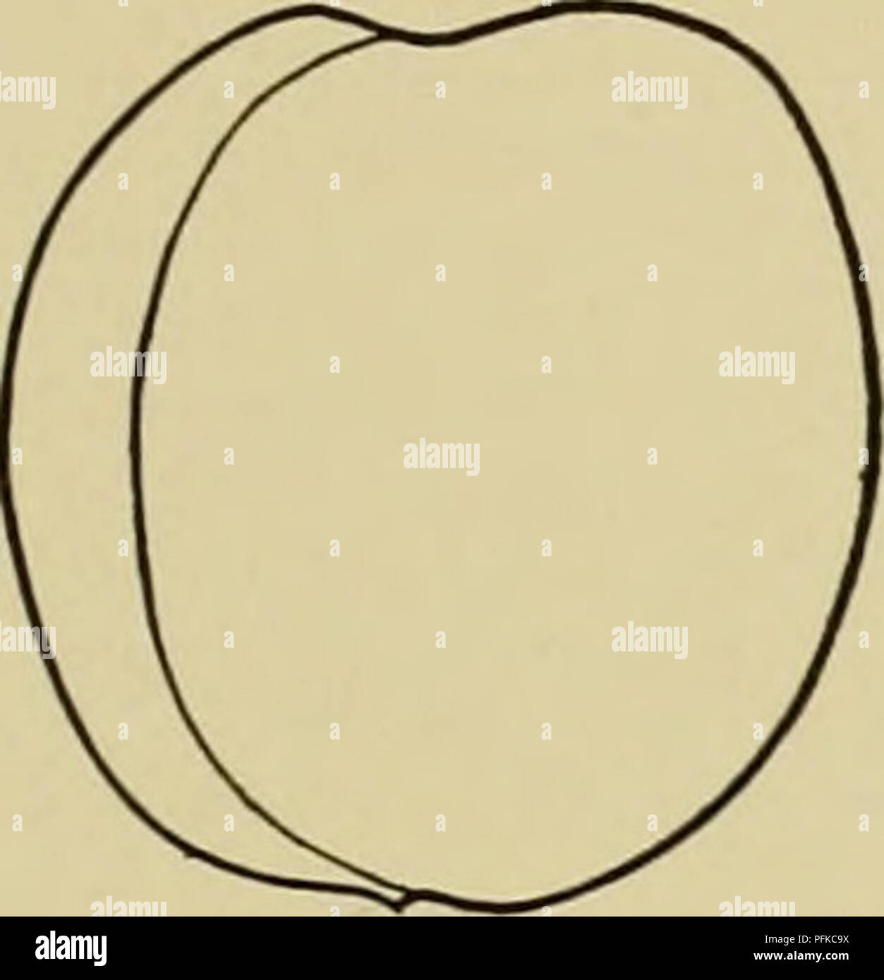 Voluptuous Form High Resolution Stock Photography and Images - Alamy