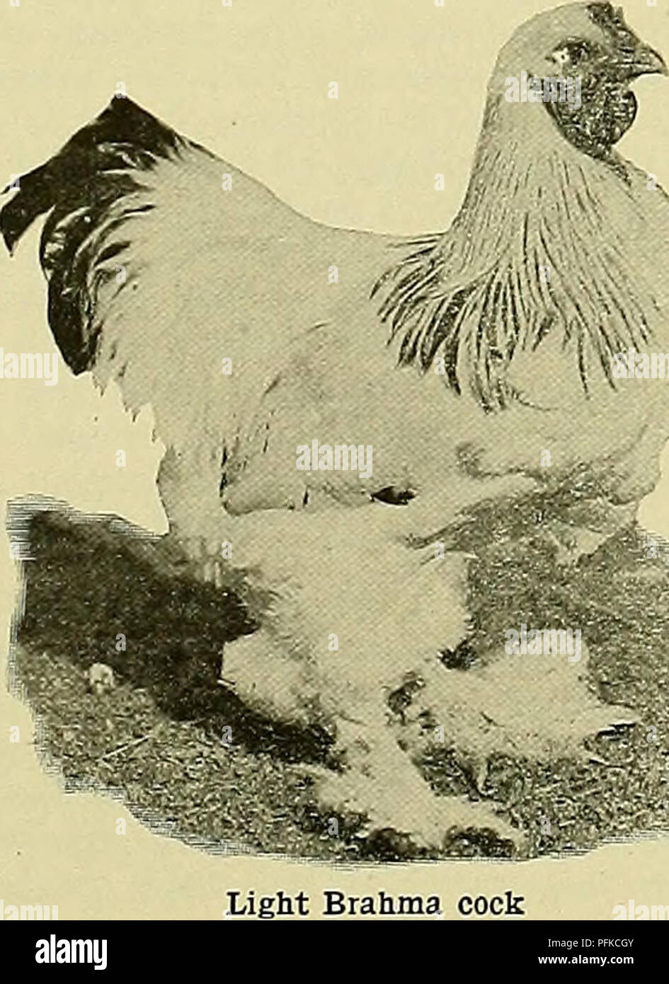 This volume provides a detailed account of farm animals, including a ...