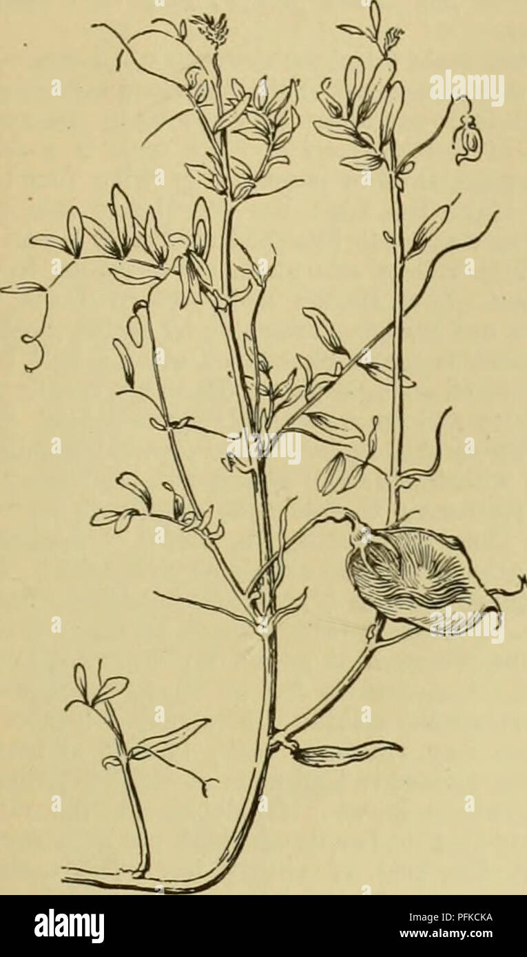 Ipecac hi-res stock photography and images - Alamy