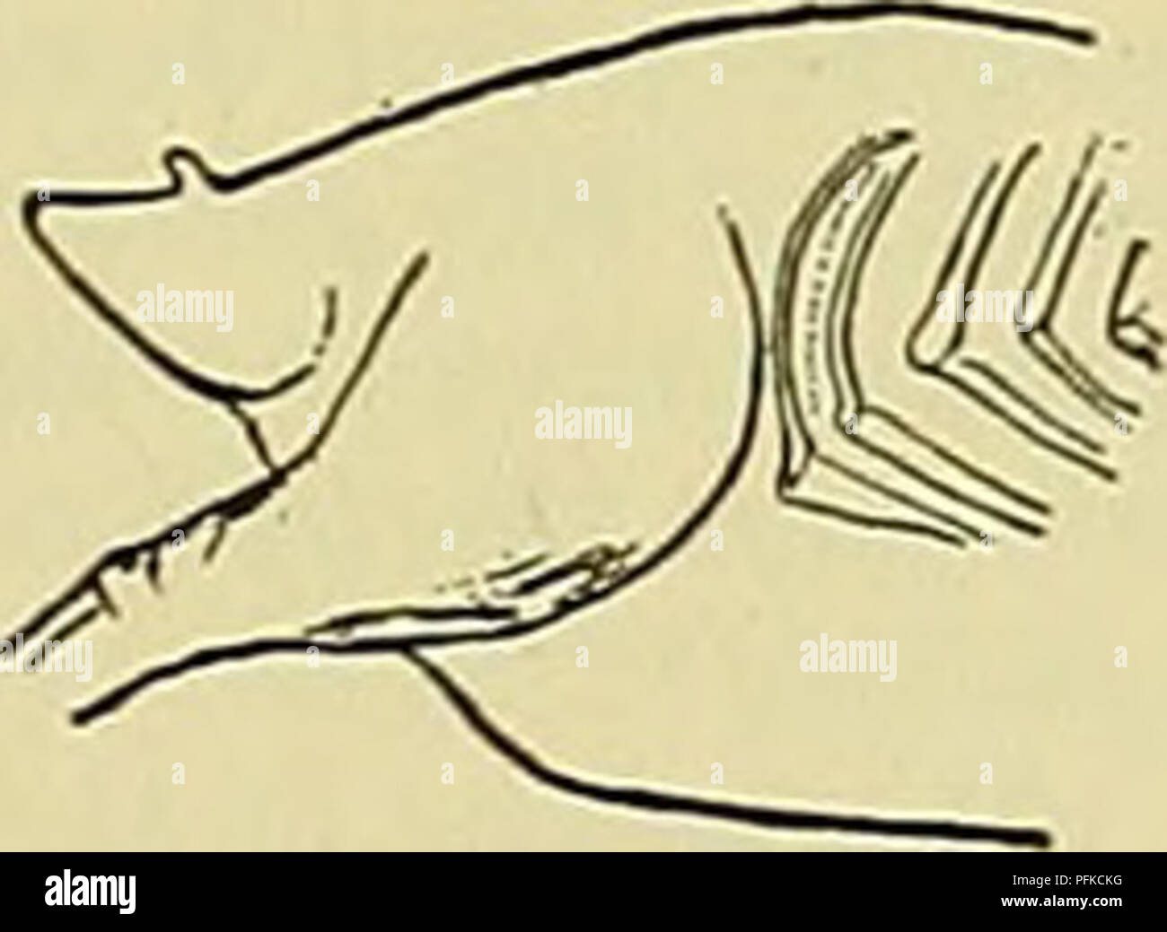 Probe incision hi-res stock photography and images - Alamy