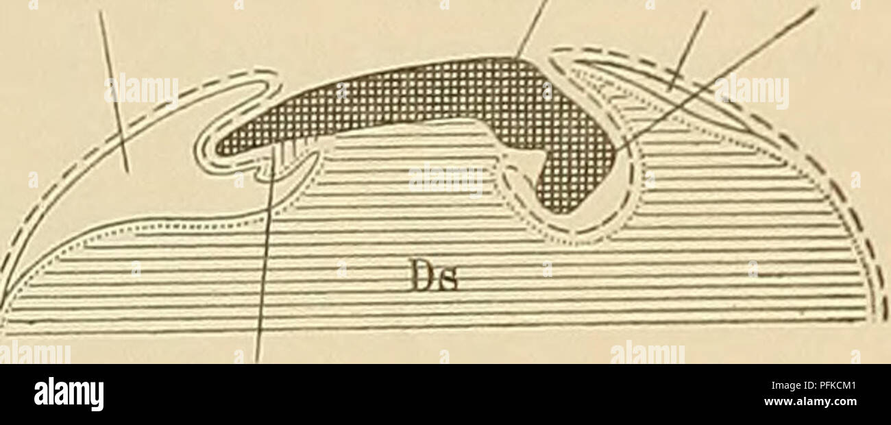 This scientific paper discusses the embryonic development of monotremes ...