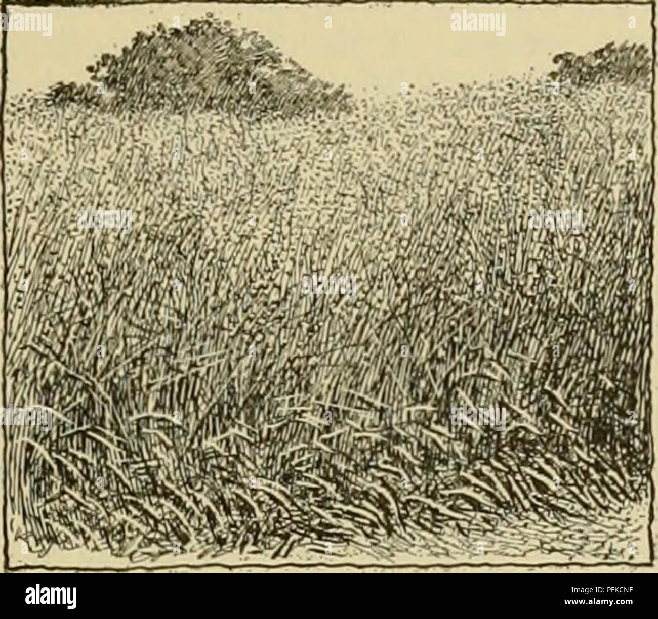 Binding crops hi-res stock photography and images - Alamy