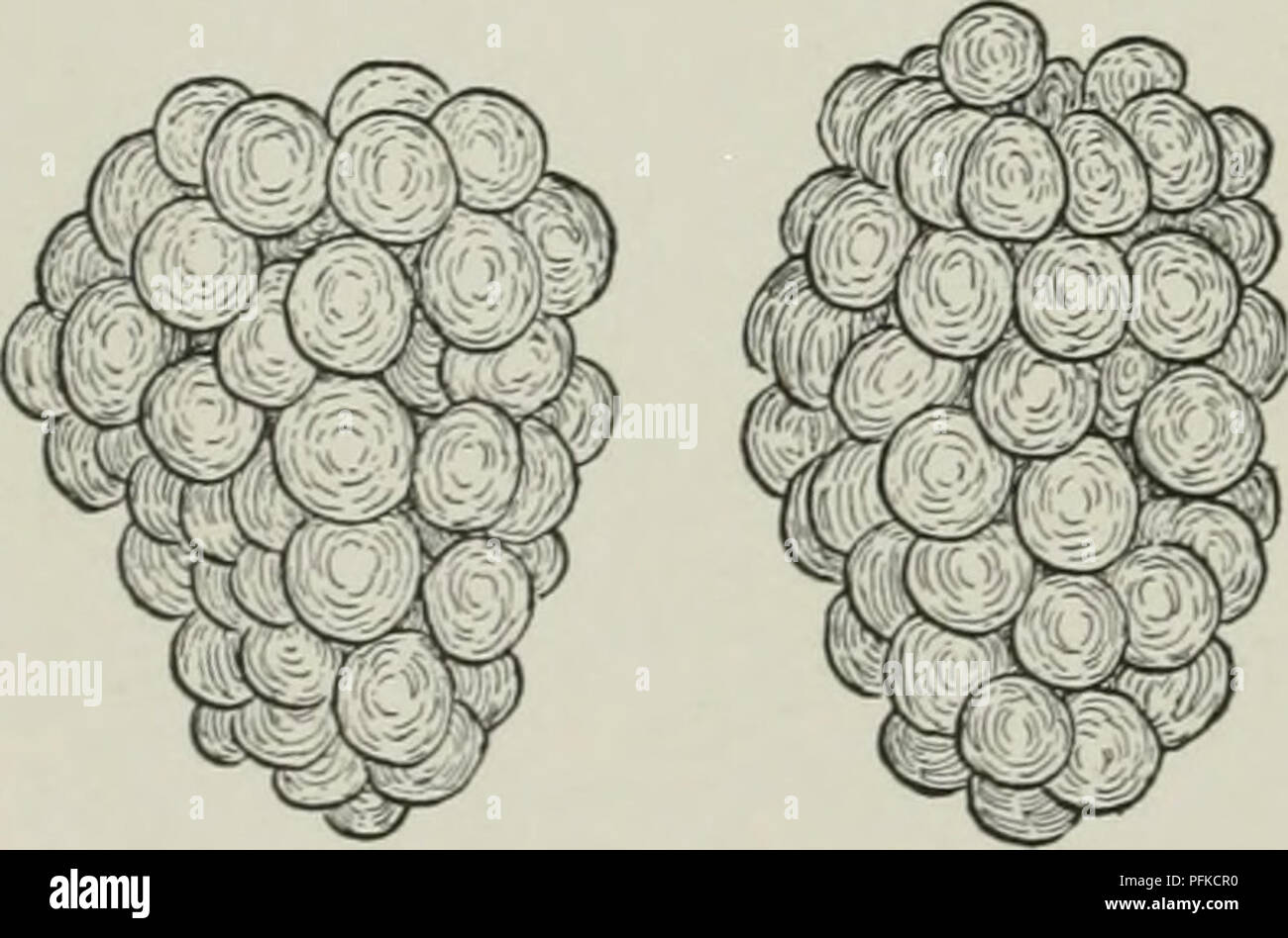Lanceolate varieties hi-res stock photography and images - Alamy