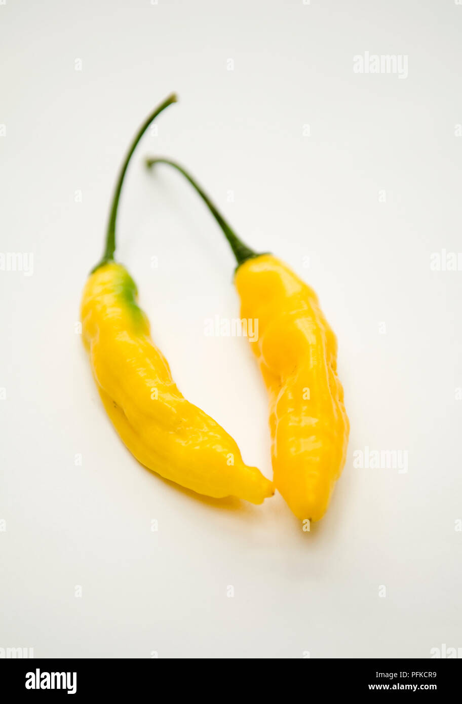 Two fresh organic Capsicum baccatum (AjI Pepper or Peruvian Hot Pepper ...