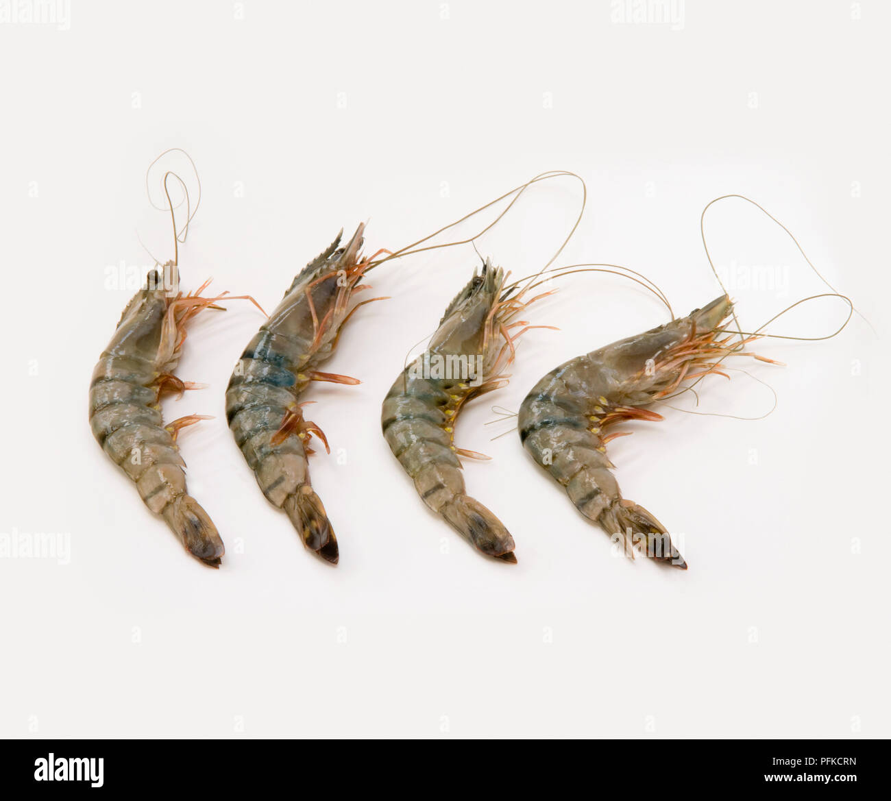 Four fresh raw prawns Stock Photo - Alamy