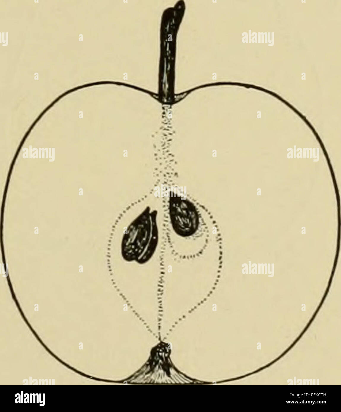 This image from the Cyclopedia of Hardy Fruits showcases the Seckel ...