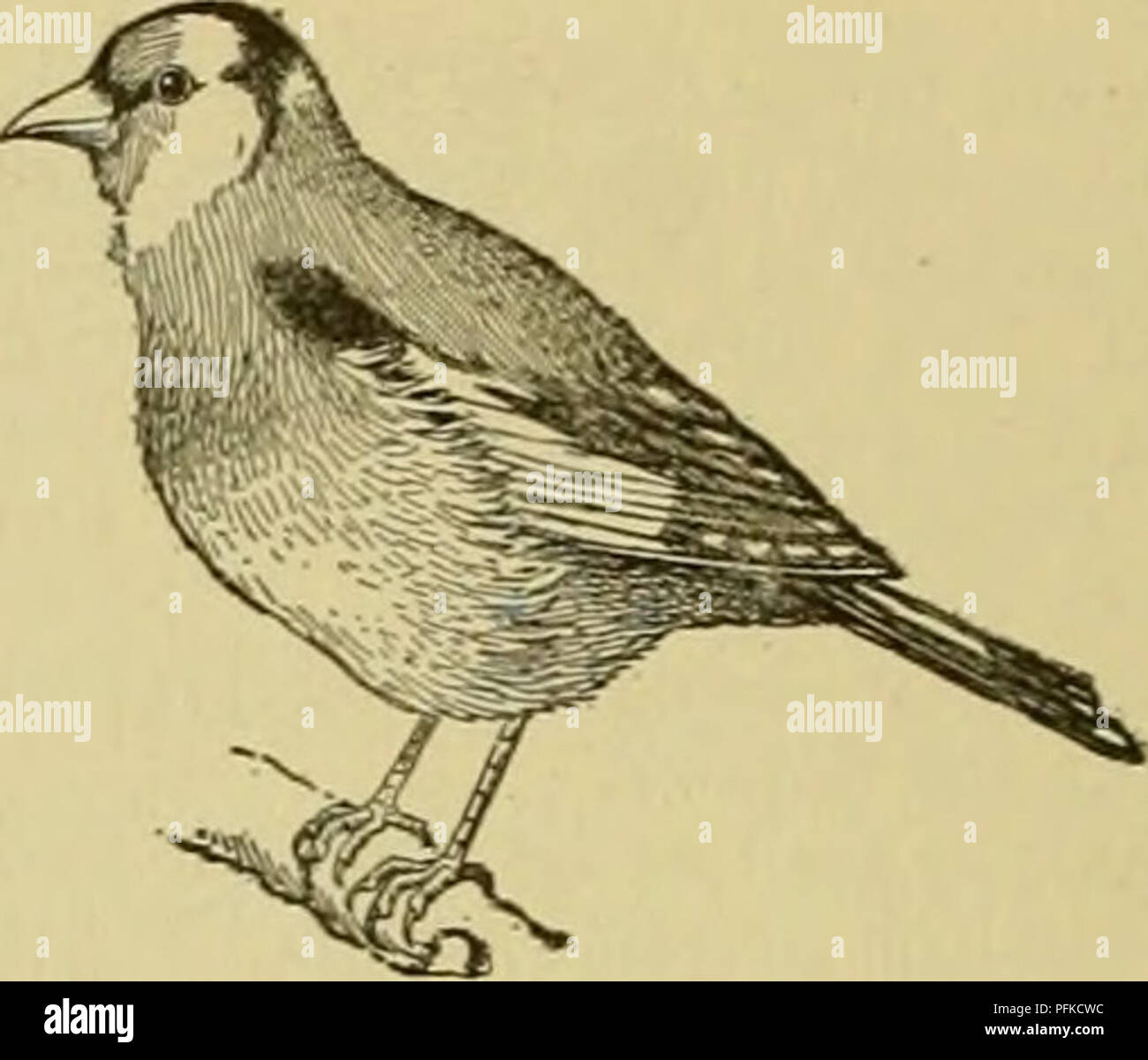 This image from the 'Cyclopedia of Farm Animals' features two canary ...