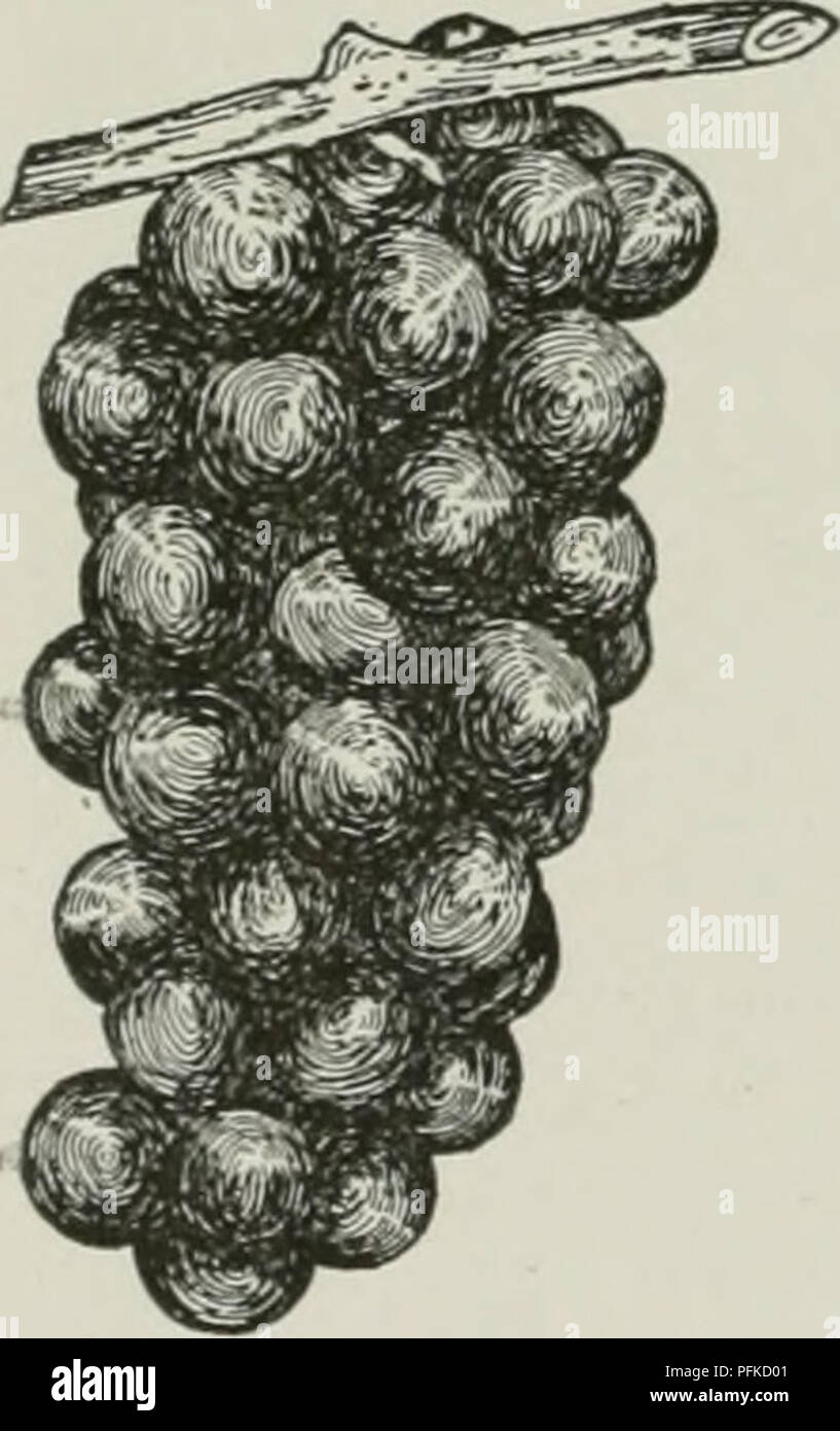 The 'Verdal Winchell' grape, introduced by A.J. Caywood in 1885, is ...