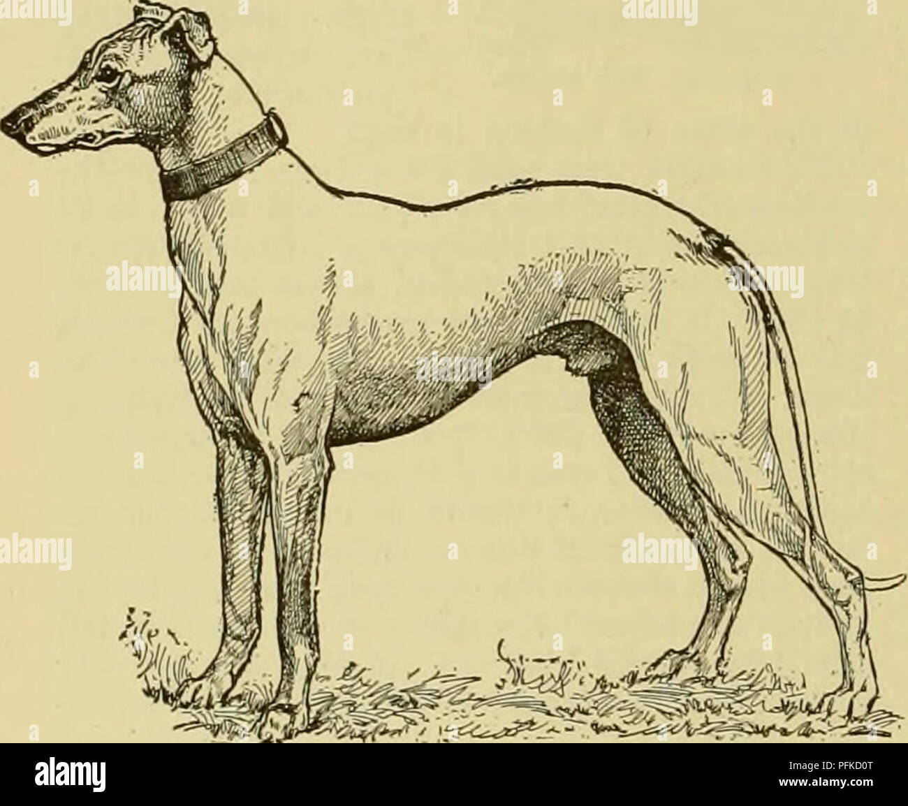 Bulldog traits hi-res stock photography and images - Alamy