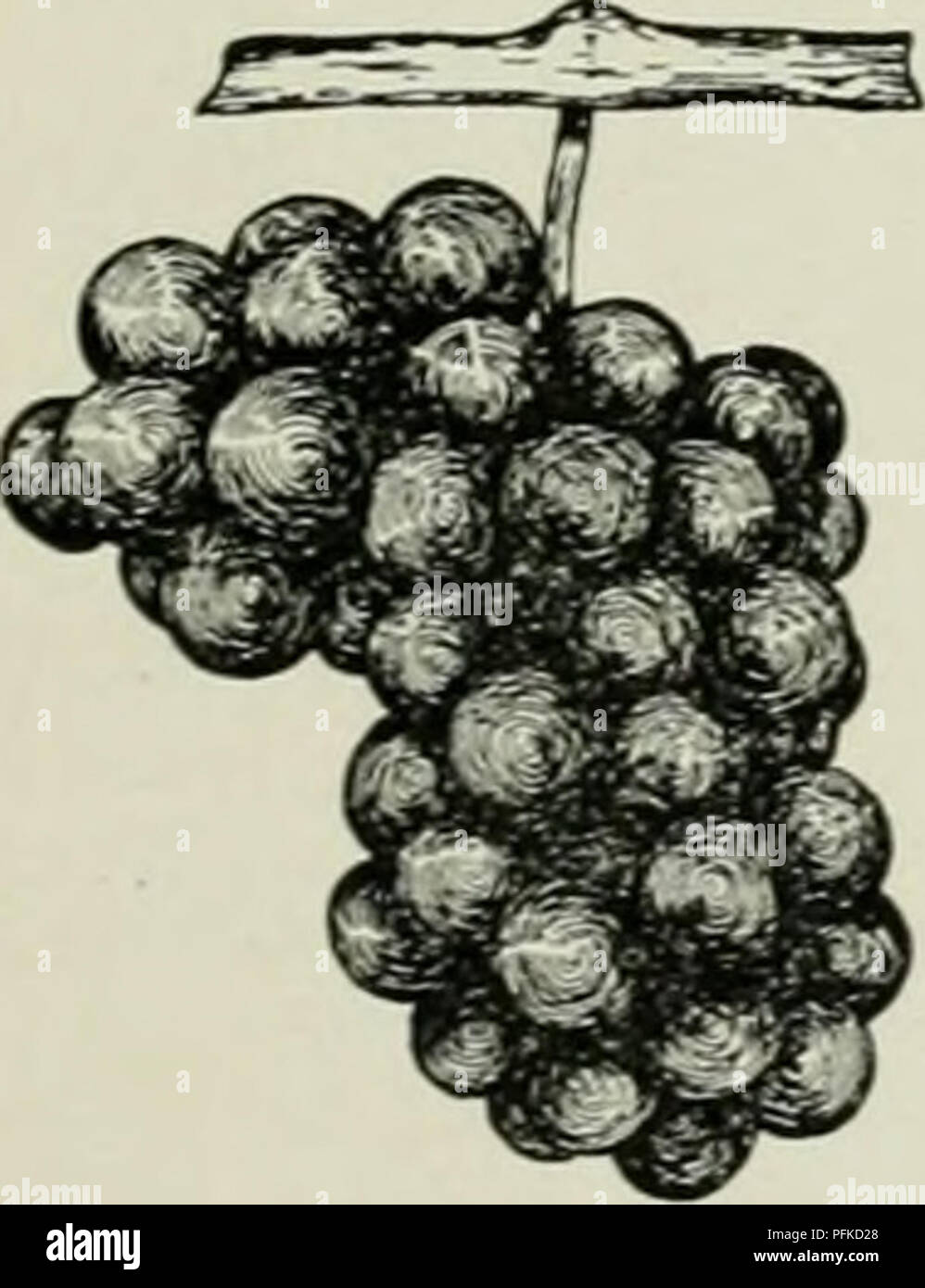 Age of the rampant hi-res stock photography and images - Alamy