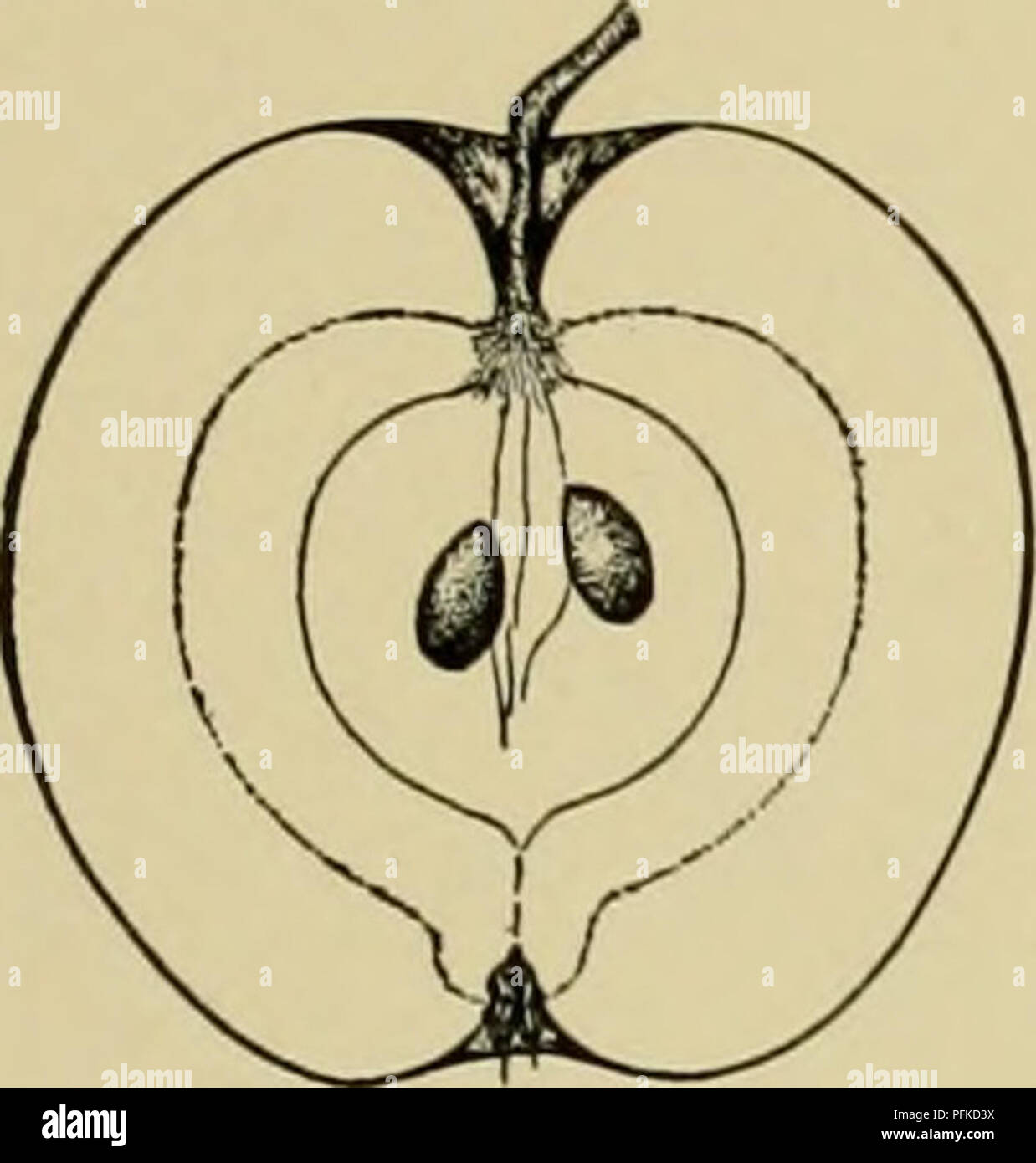 This work features detailed descriptions of hardy fruit varieties such ...