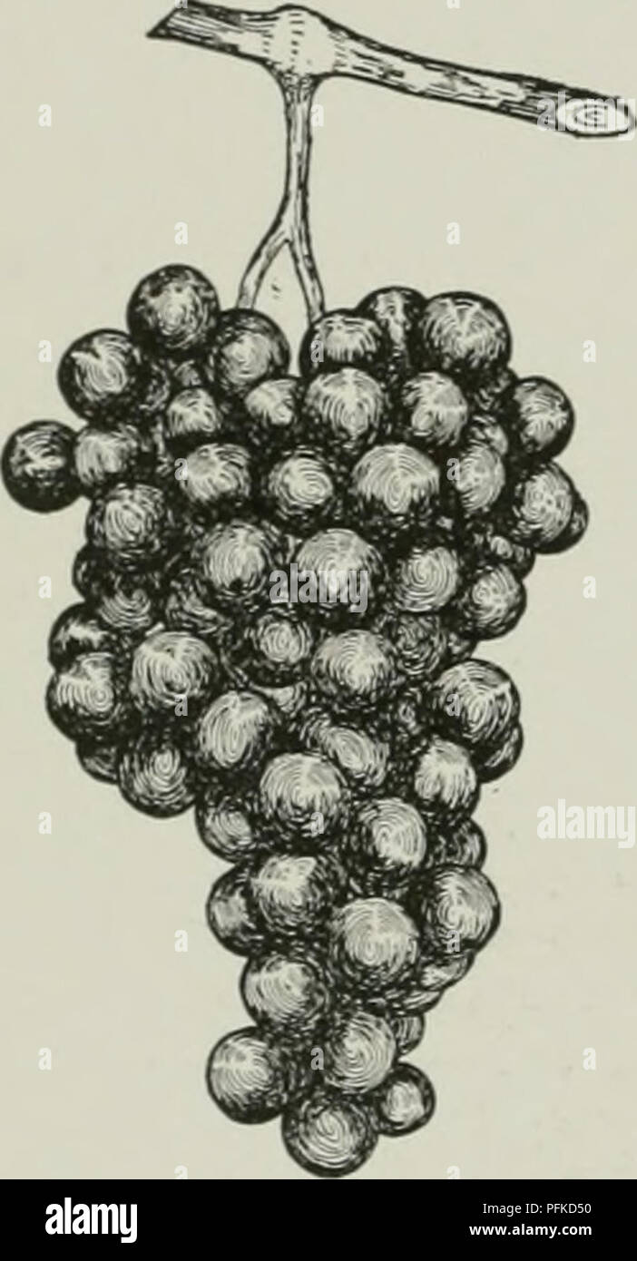 Prime grape hi-res stock photography and images - Alamy