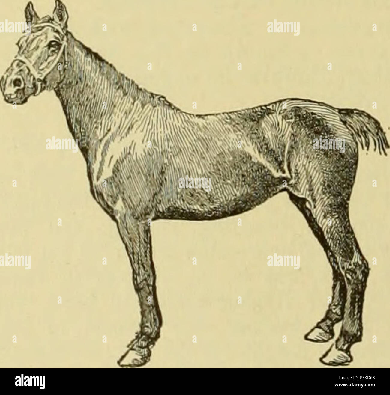 This entry in the Cyclopedia details the Hackney-Welsh pony, describing ...