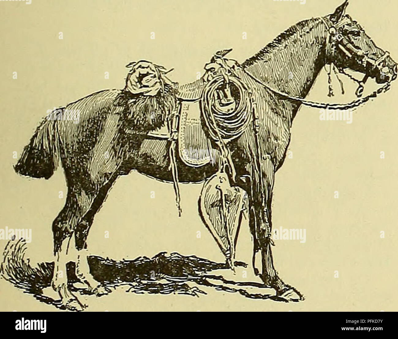 Pure blood horses hi-res stock photography and images - Alamy